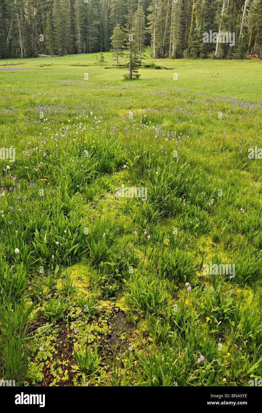 Lush Yosemite Meadow Stock Photo - Alamy