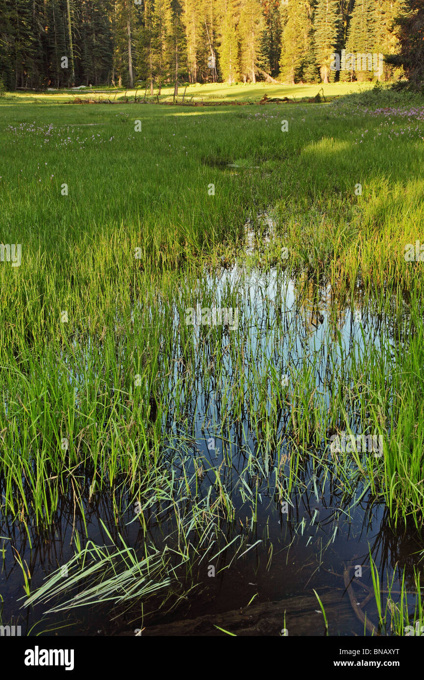 Flowers stream meadow hi-res stock photography and images - Alamy