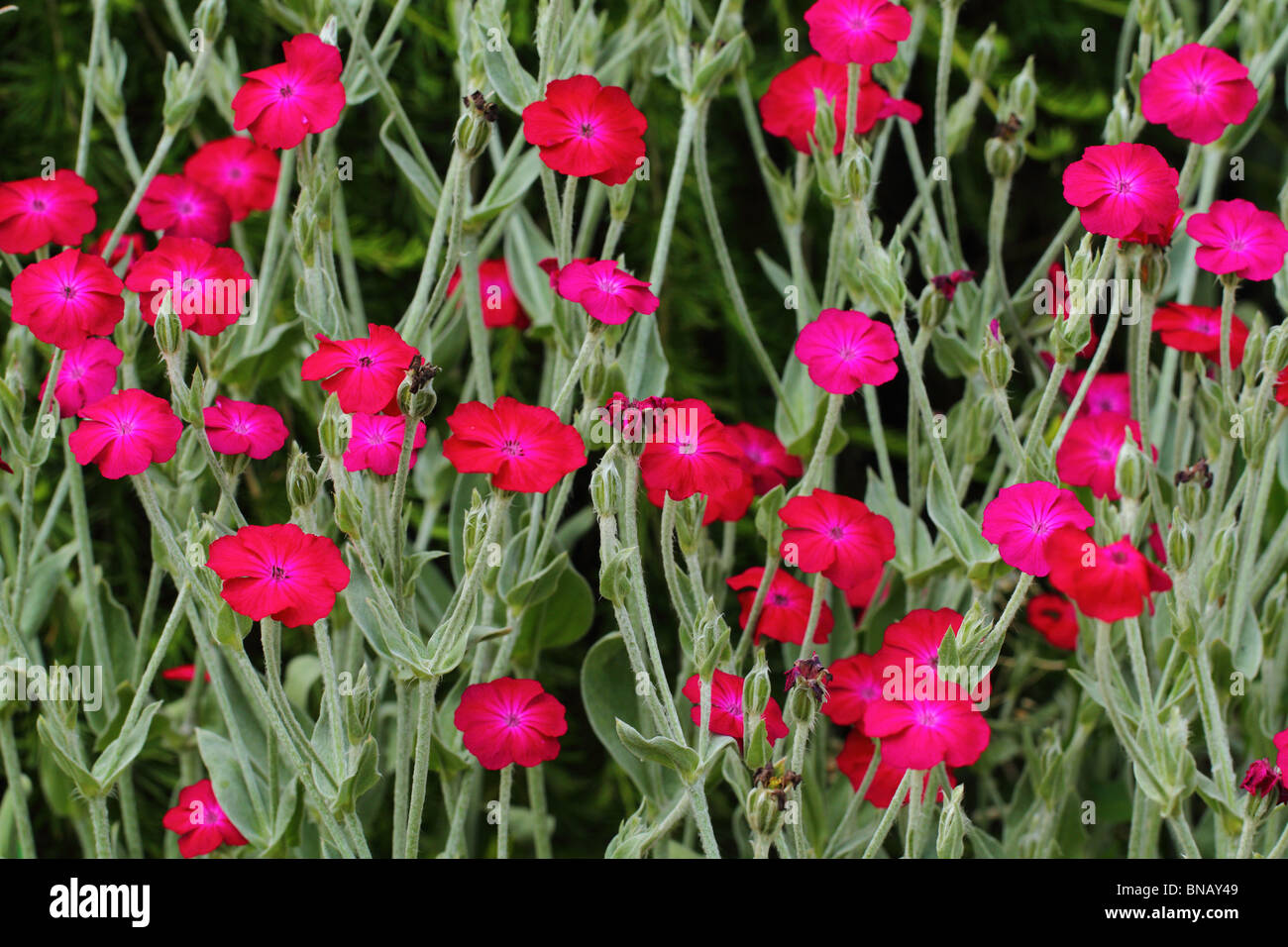 Rose campion red blossom Lychnis coronaria Stock Photo - Alamy