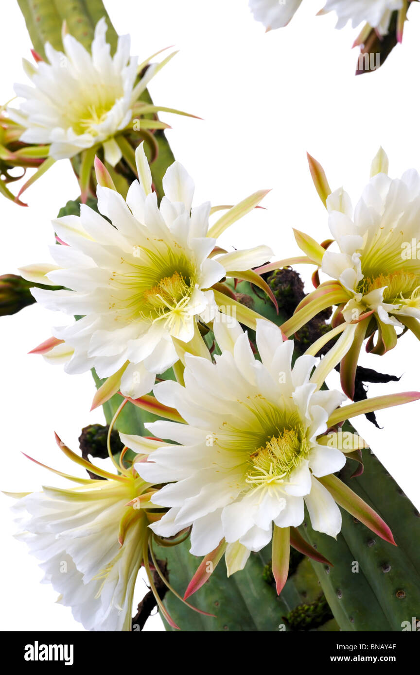 Trichocereus flowers hi-res stock photography and images - Alamy