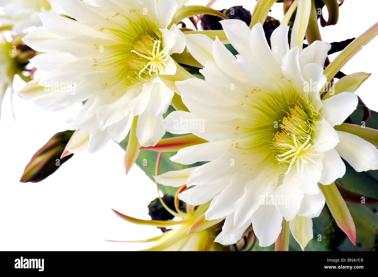 Trichocereus flowers hi-res stock photography and images - Alamy