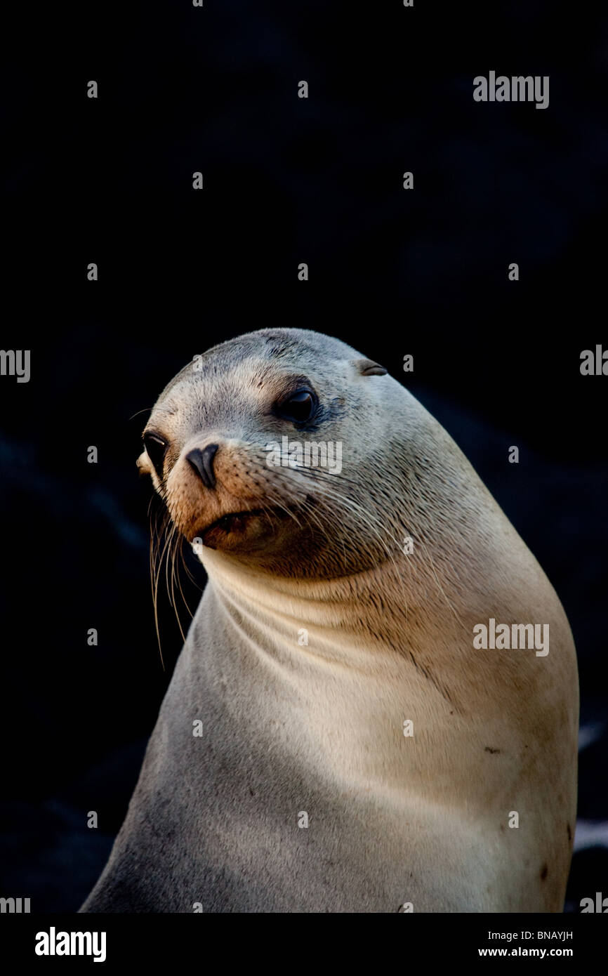 Galapagos sea lion Stock Photo - Alamy