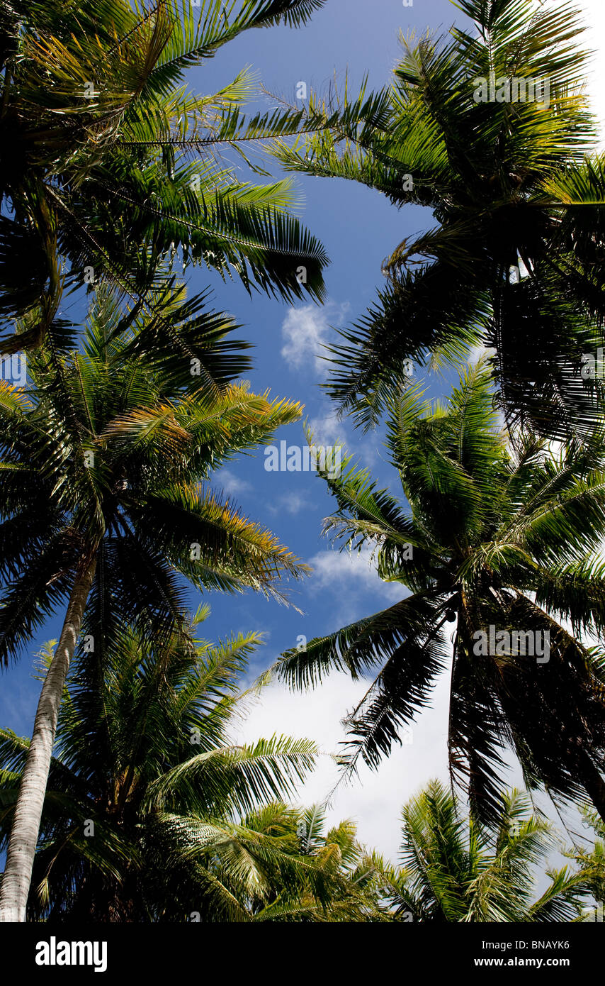 Tropical scene with palm trees Stock Photo - Alamy