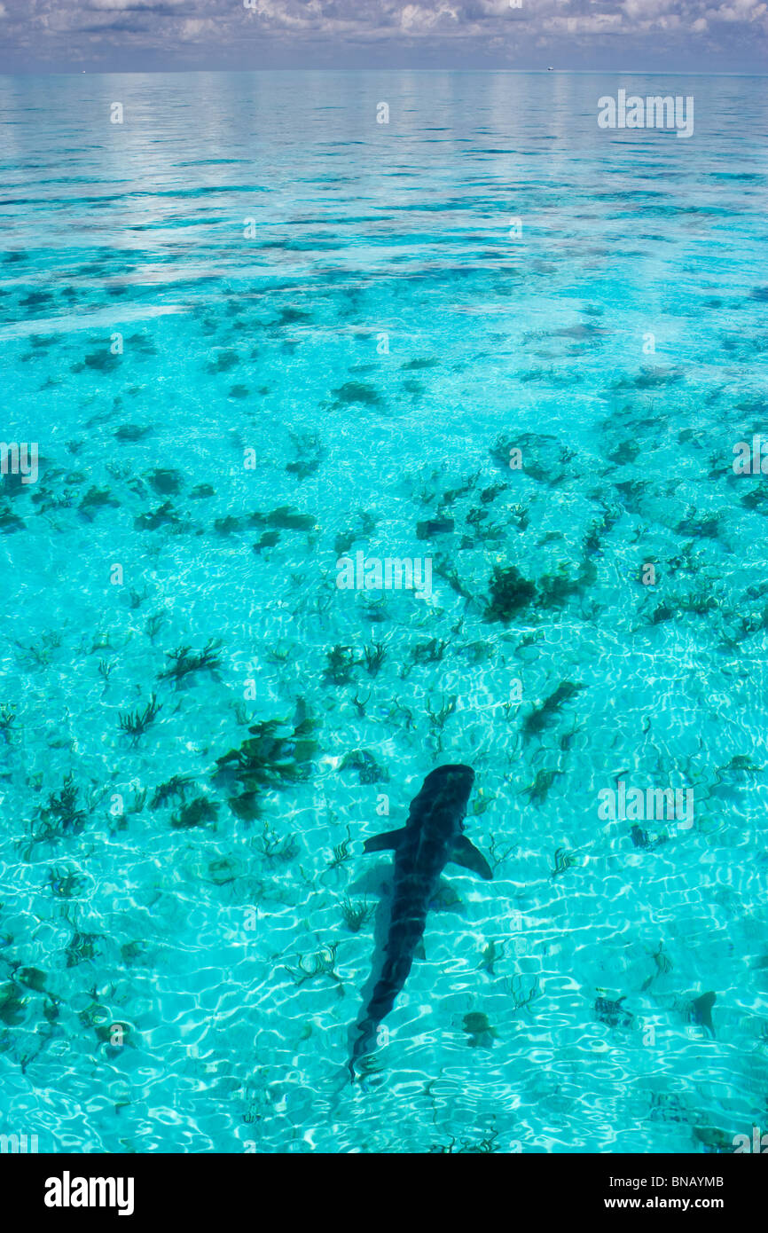 Shark from below hi-res stock photography and images - Alamy
