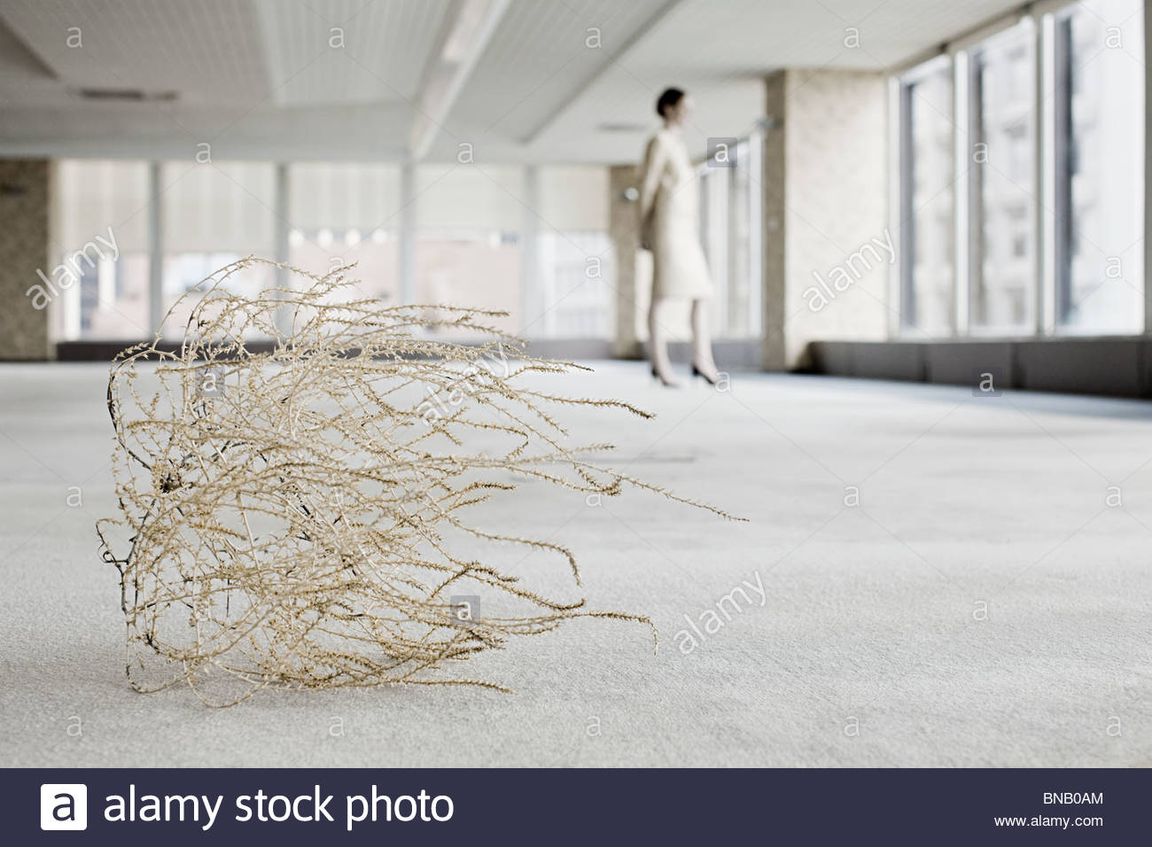 Tumbleweed Stock Photos & Tumbleweed Stock Images - Alamy