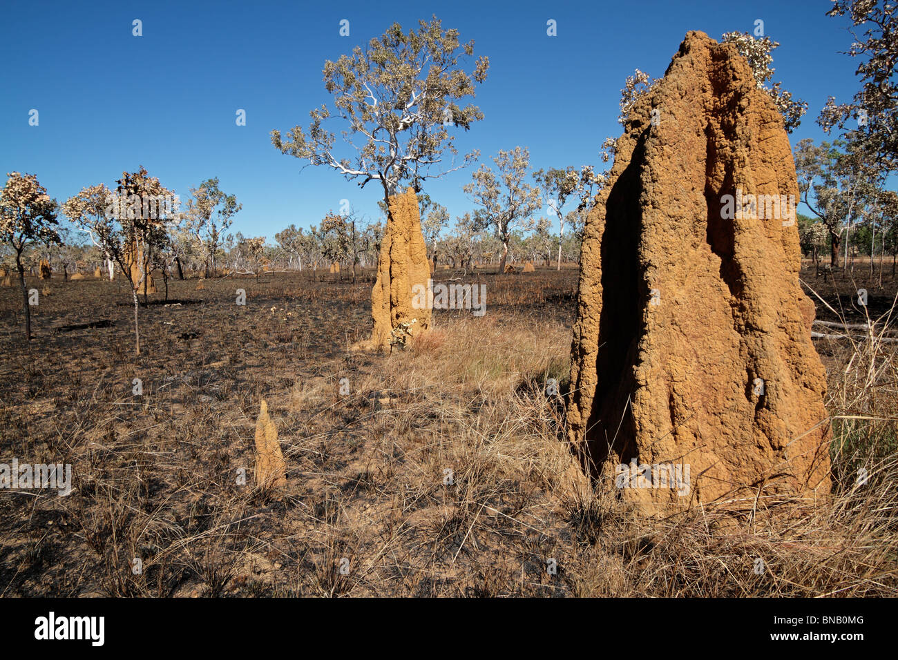 Cathedral termite mound kakadu national hi-res stock photography and ...