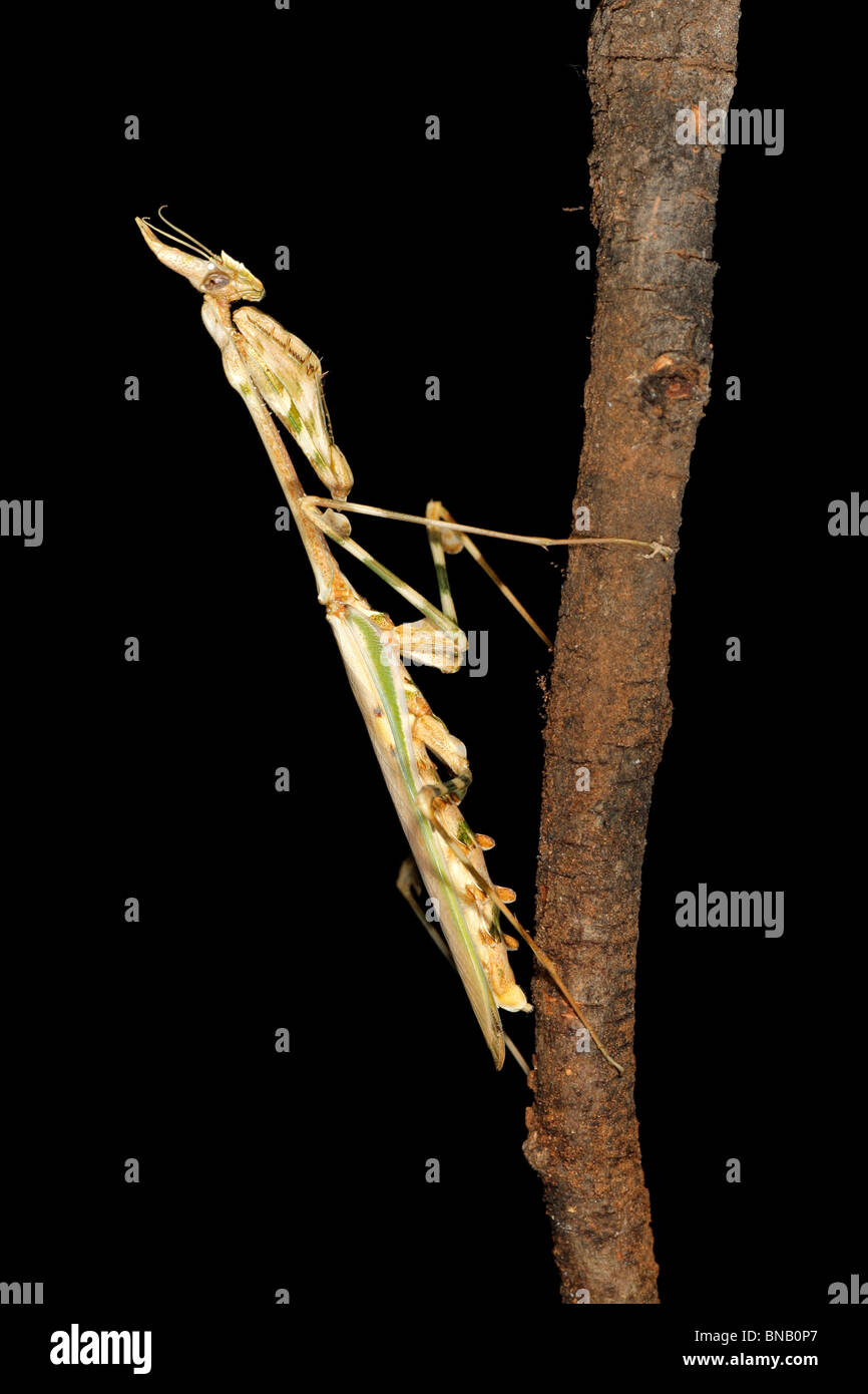 Cone Headed Mantis High Resolution Stock Photography and Images - Alamy