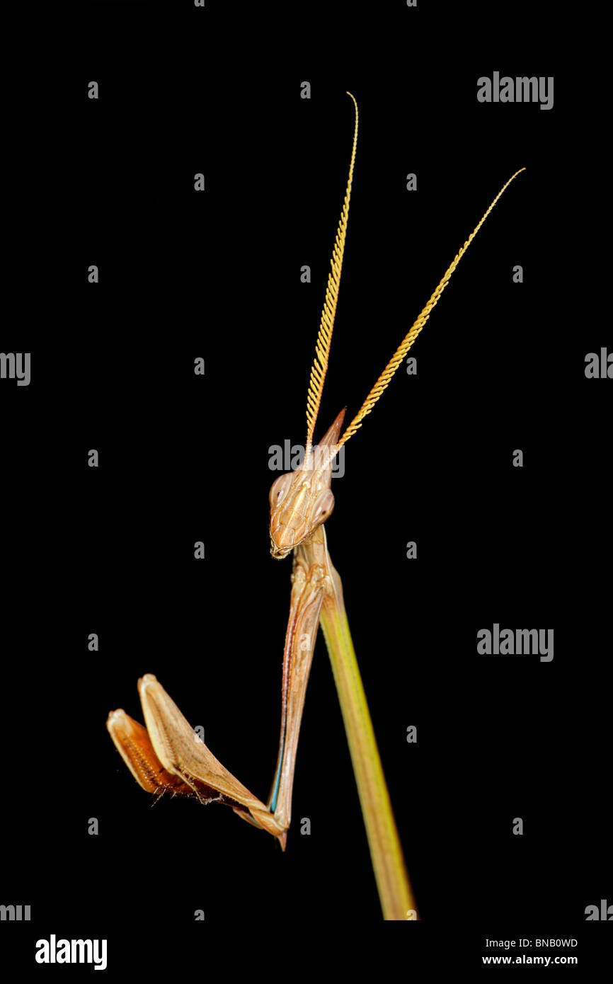 Cone headed mantis hi-res stock photography and images - Alamy