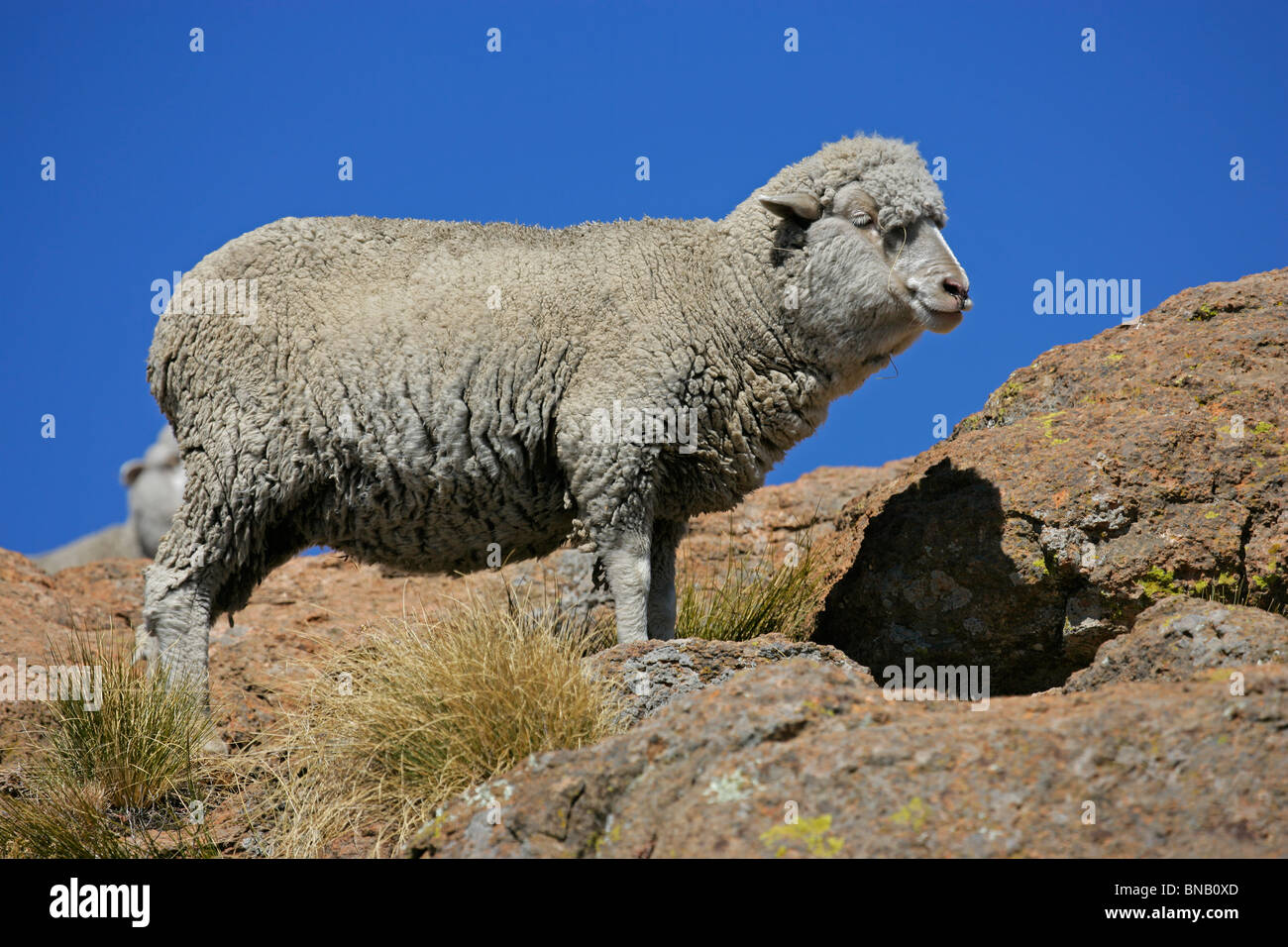 Merino Sheep Wool High Resolution Stock Photography and Images - Alamy
