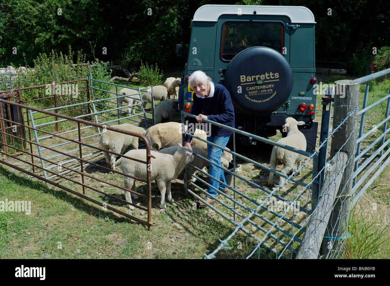 Sheep being shorn hi-res stock photography and images - Alamy