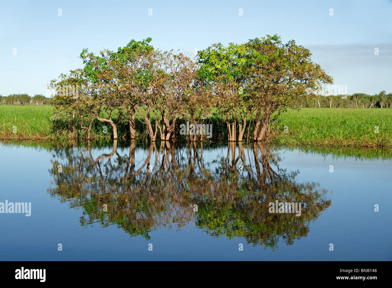 Trees with reflections, Yellow water billabong, Kakadu National Park ...