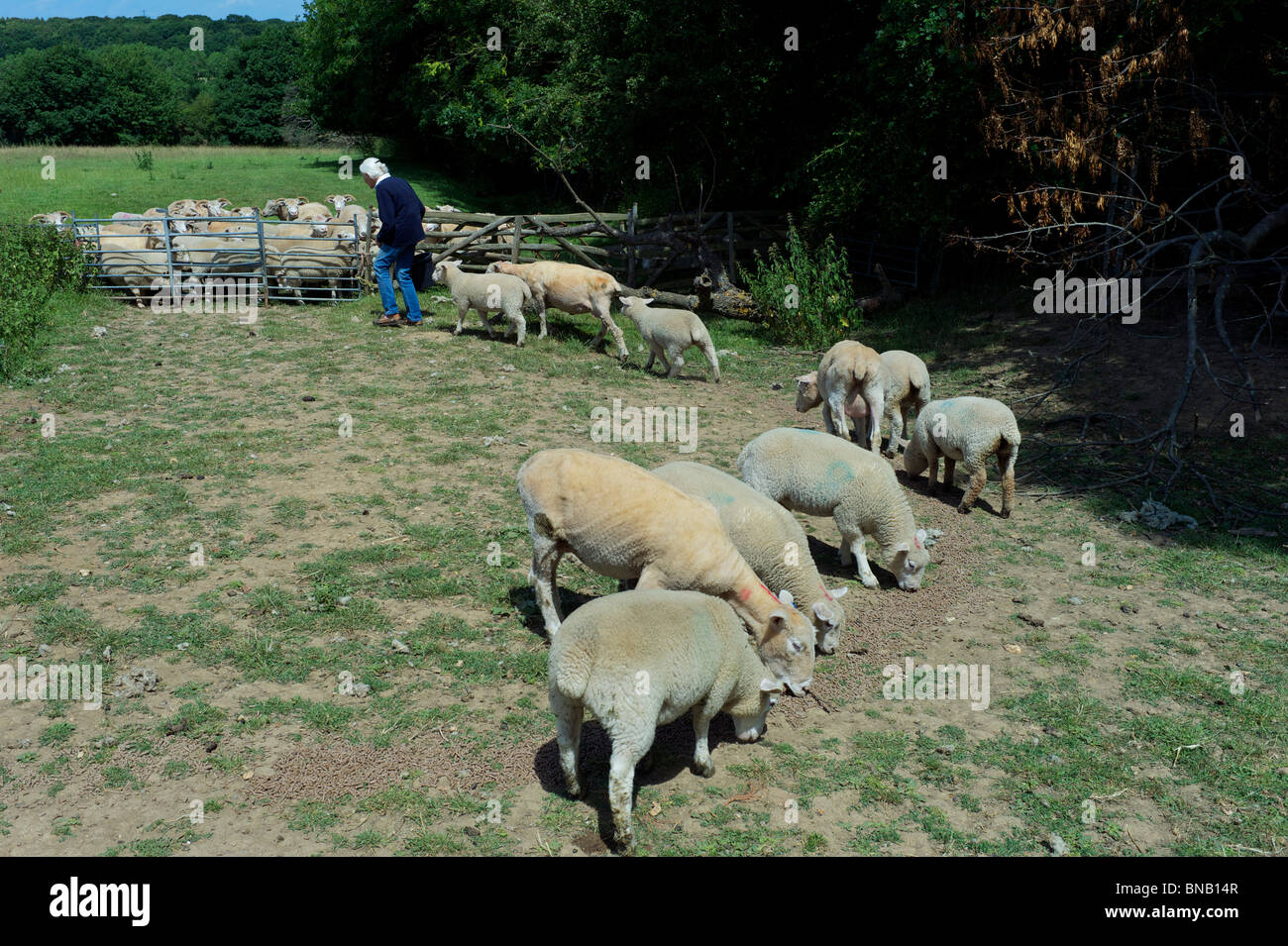 Sheep being shorn hi-res stock photography and images - Alamy
