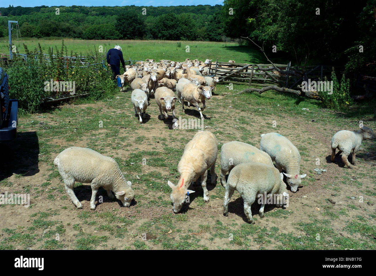 Herd of shorn Sheep being fed Stock Photo - Alamy