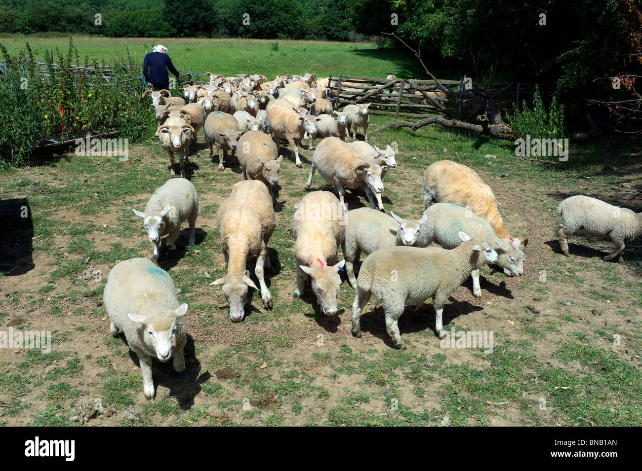 Sheep being shorn hi-res stock photography and images - Alamy