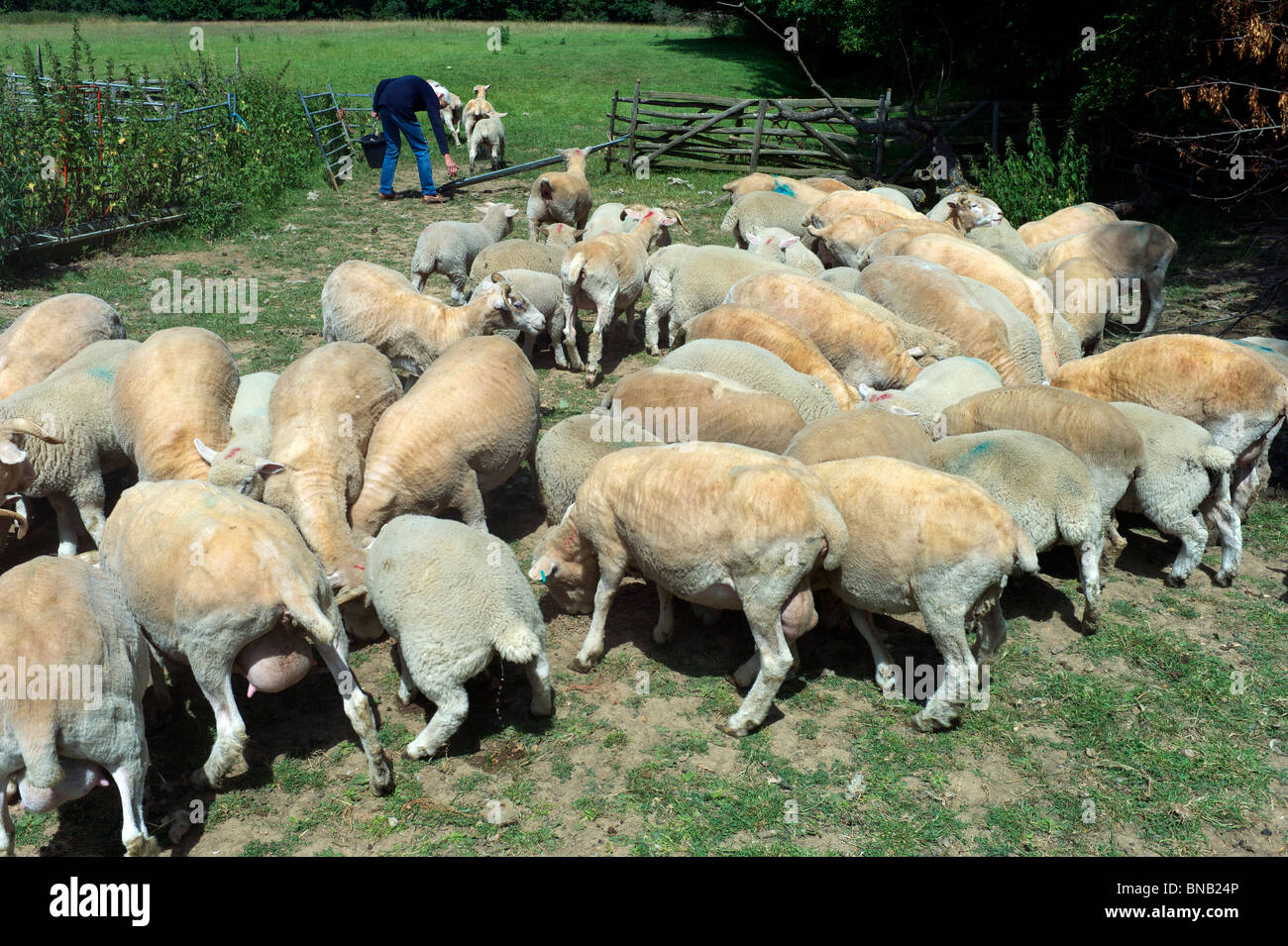 Herd of shorn Sheep being fed Stock Photo - Alamy