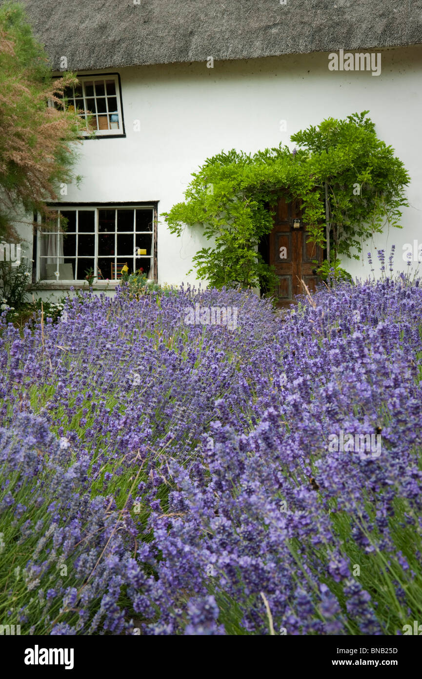 Lavender and path hi-res stock photography and images - Alamy
