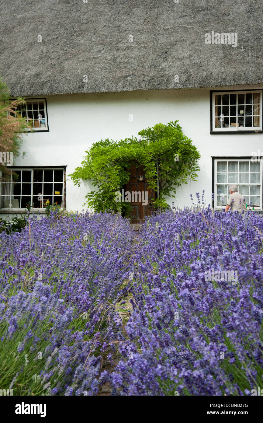 Path with lavender hi-res stock photography and images - Alamy