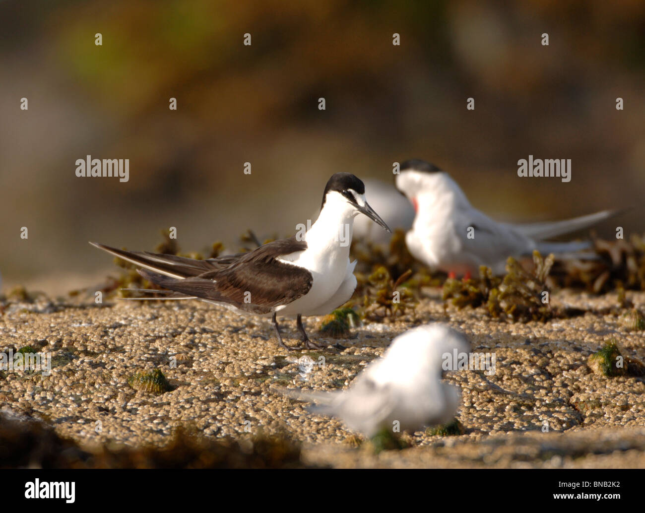 Sooty Tern Sterna fuscata Wales Vagrant Stock Photo - Alamy