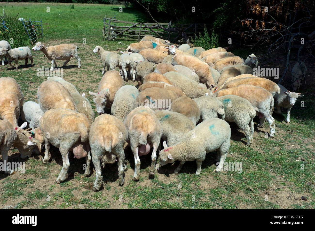 Herd of shorn Sheep being fed Stock Photo - Alamy