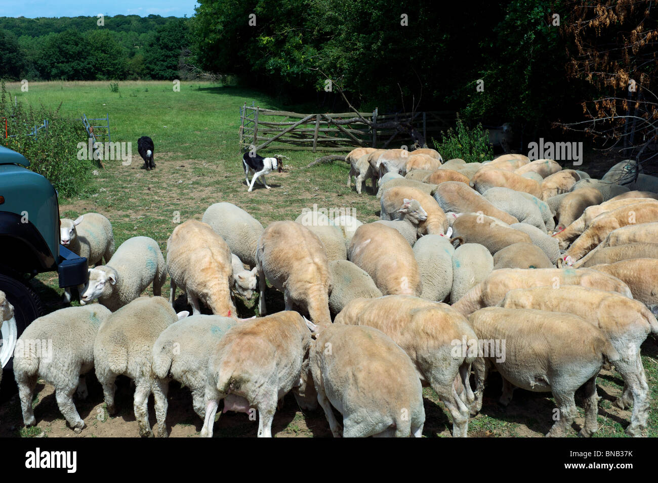 Sheep being shorn hi-res stock photography and images - Alamy