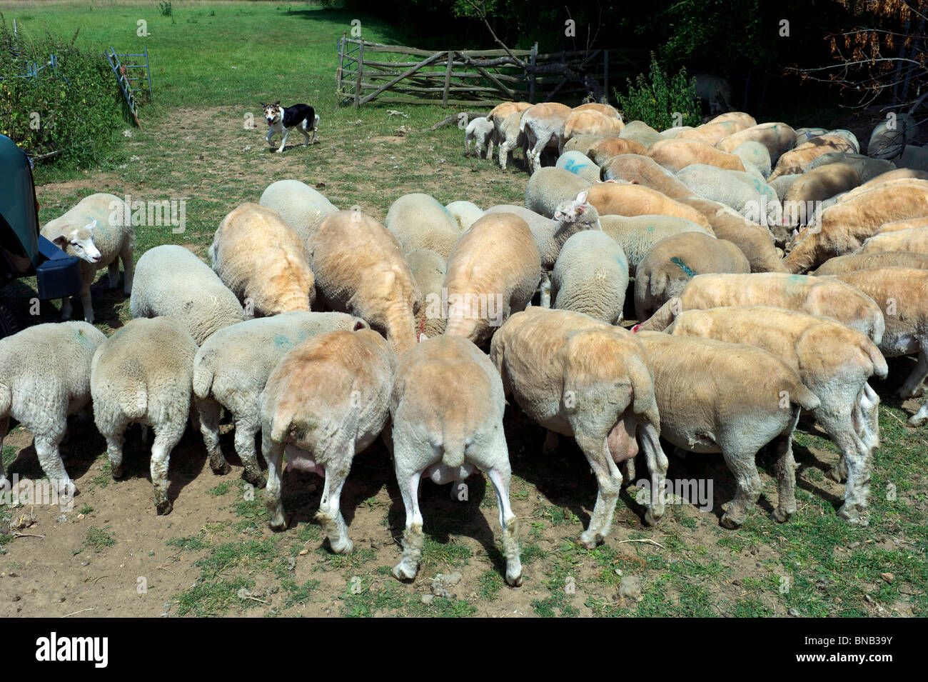 Sheep Being Shorn High Resolution Stock Photography and Images - Alamy