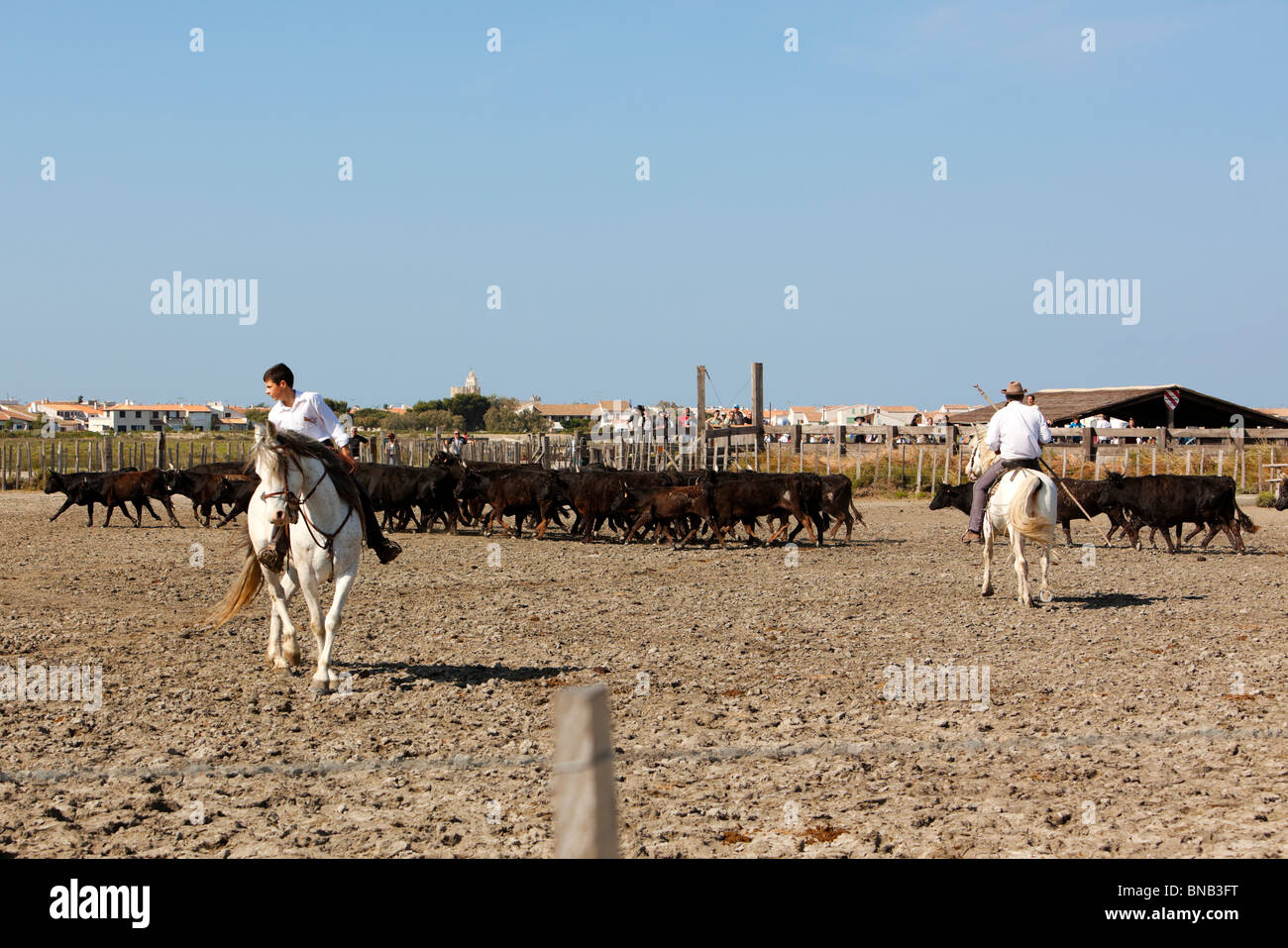 Camargue cattle hi-res stock photography and images - Alamy