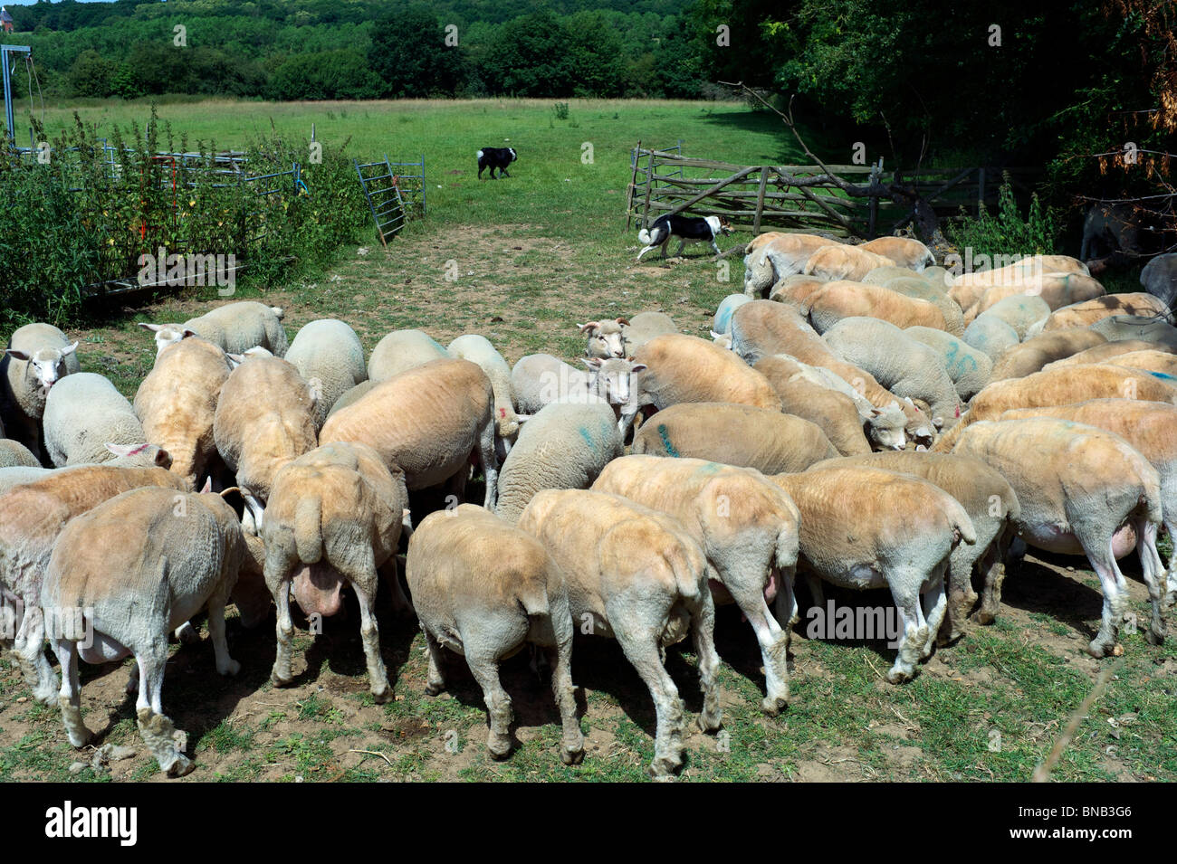Sheep being shorn hi-res stock photography and images - Alamy