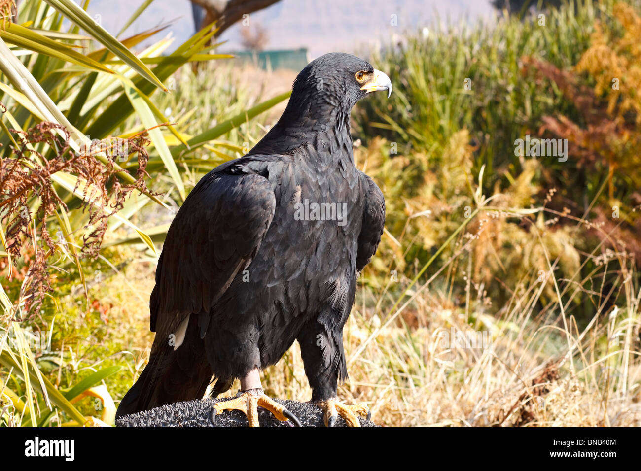 Native africa hi-res stock photography and images - Alamy
