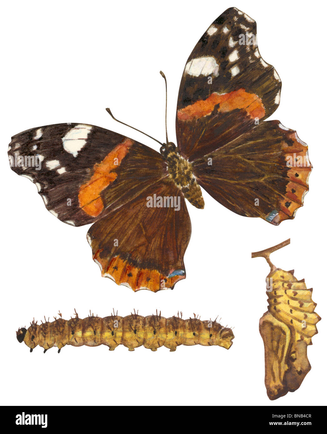 Red admiral butterfly caterpillar hi-res stock photography and images ...