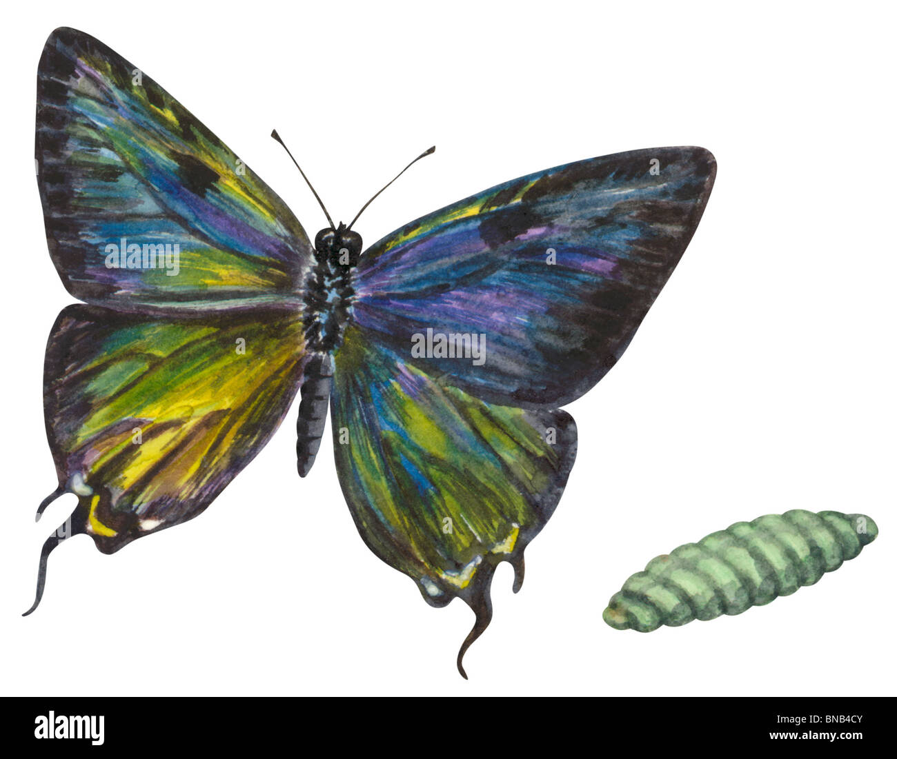 Butterfly pupae Cut Out Stock Images & Pictures - Alamy