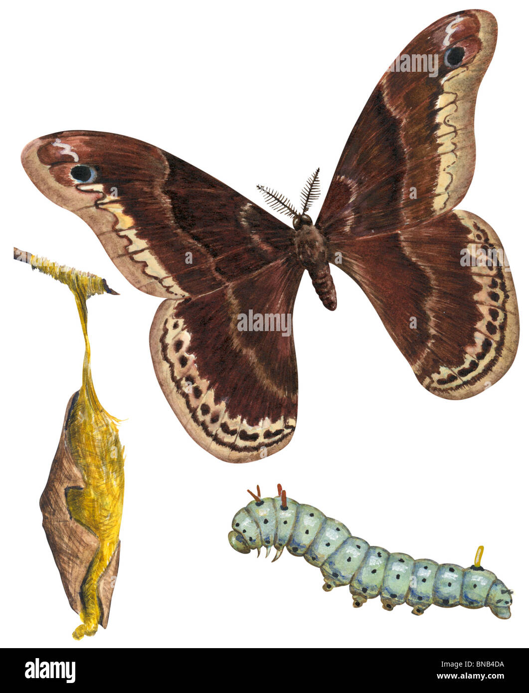 Moth Life Cycle High Resolution Stock Photography and Images - Alamy