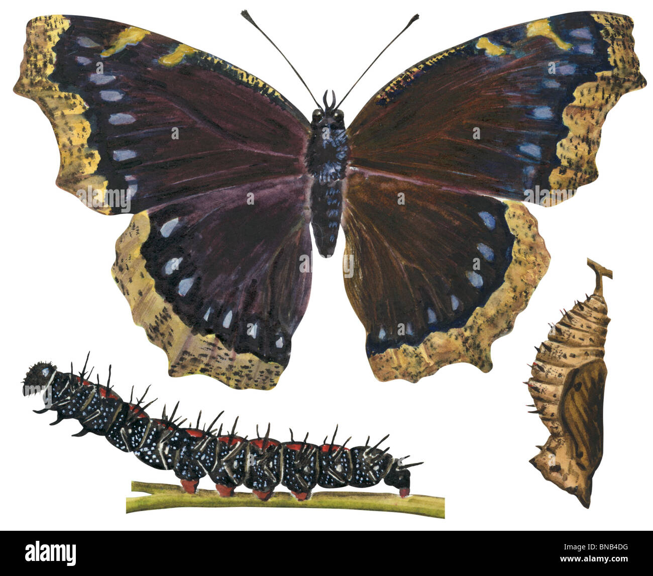 Stages of mourning hi-res stock photography and images - Alamy