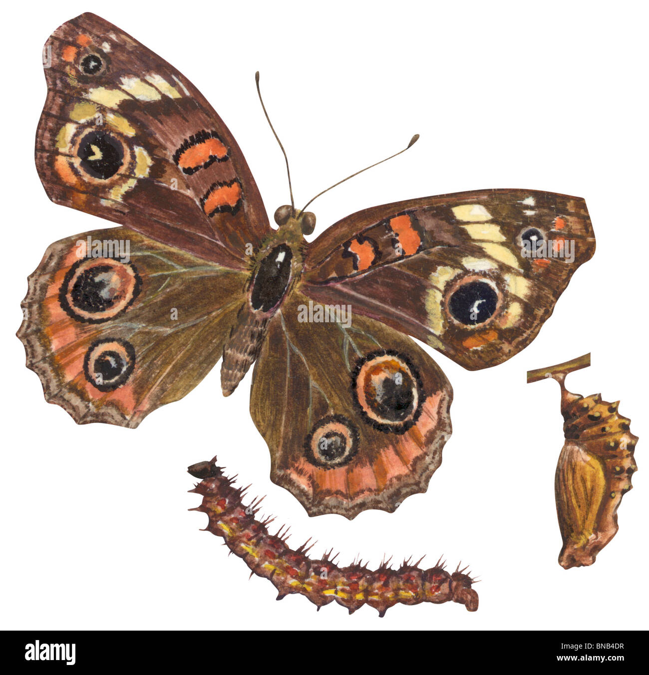 Buckeye Butterfly Life Cycle