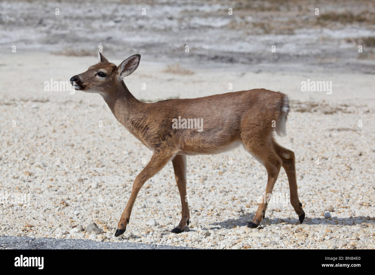 Key Deer - odocoileus virginianus clavium on No Name Key, Florida Keys ...