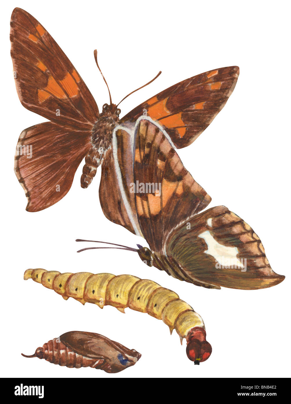 Skipper life cycle hi-res stock photography and images - Alamy