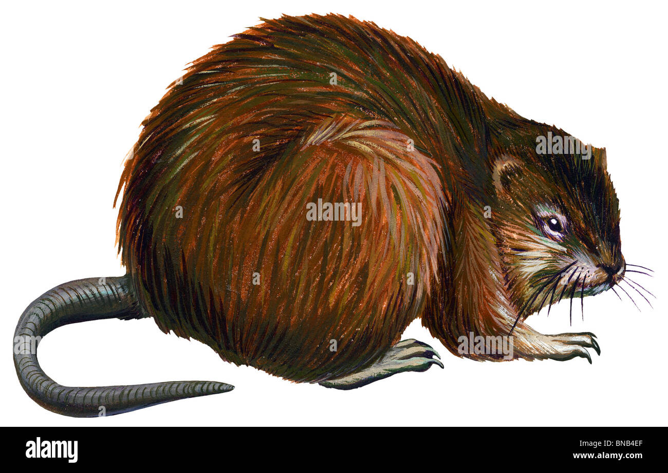 Muskrat Drawing