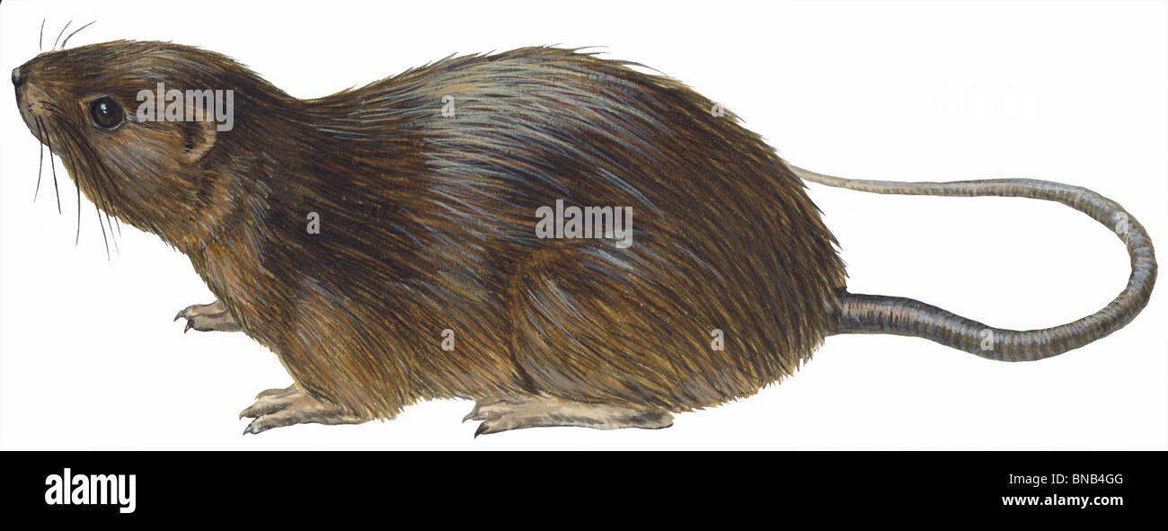 Florida water rat Stock Photo - Alamy