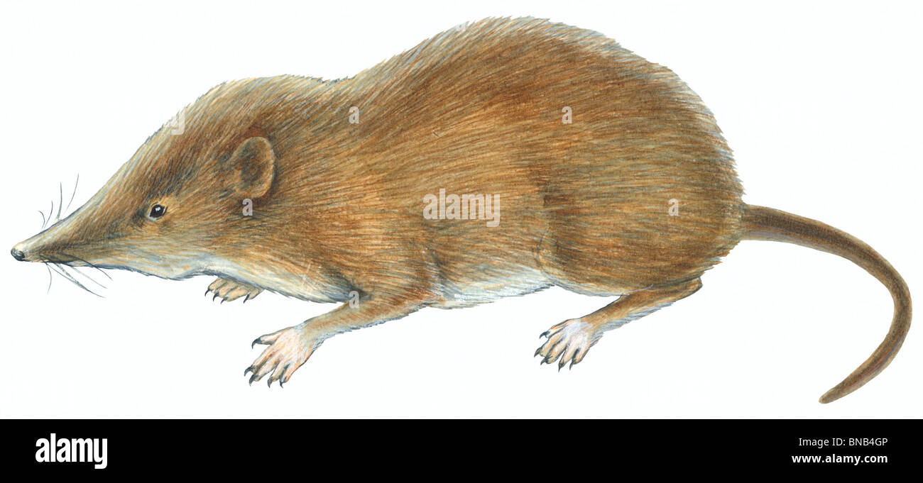 Pygmy Shrew High Resolution Stock Photography and Images - Alamy