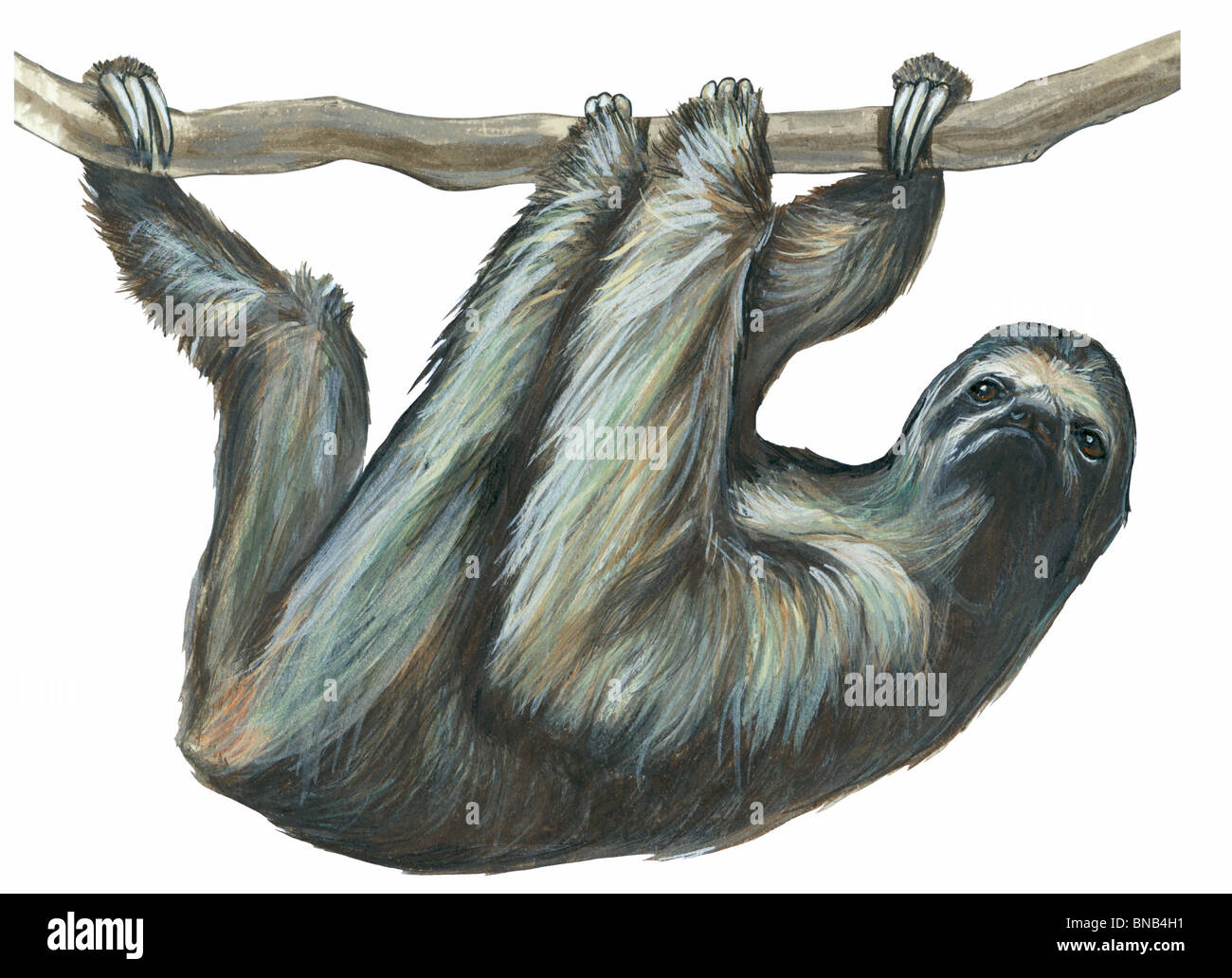 Three Toed Sloth Drawing