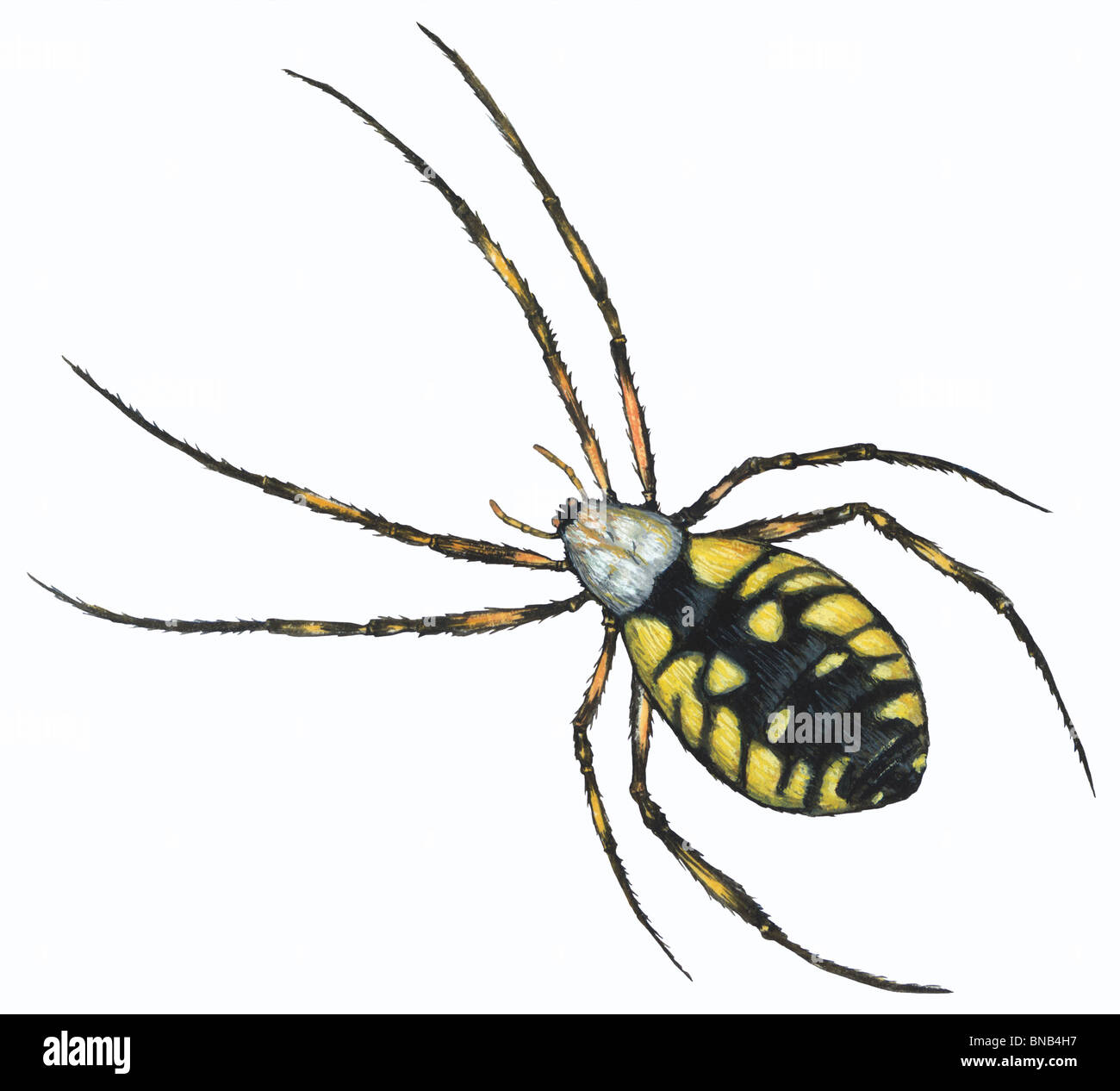 Golden Garden spider Stock Photo - Alamy