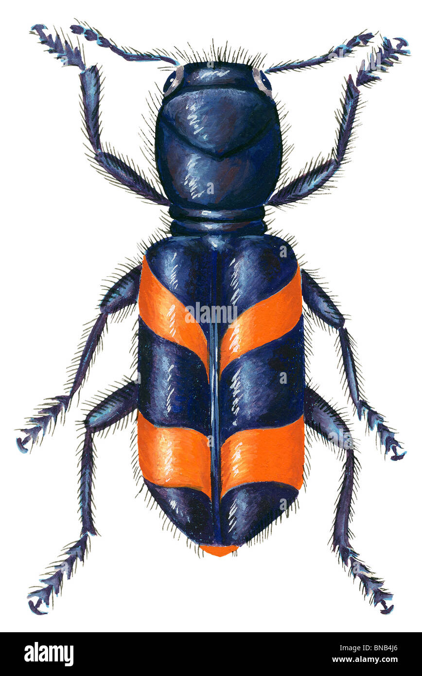 Checkered beetles hi-res stock photography and images - Alamy