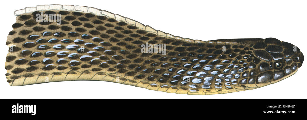 File snake hi-res stock photography and images - Alamy