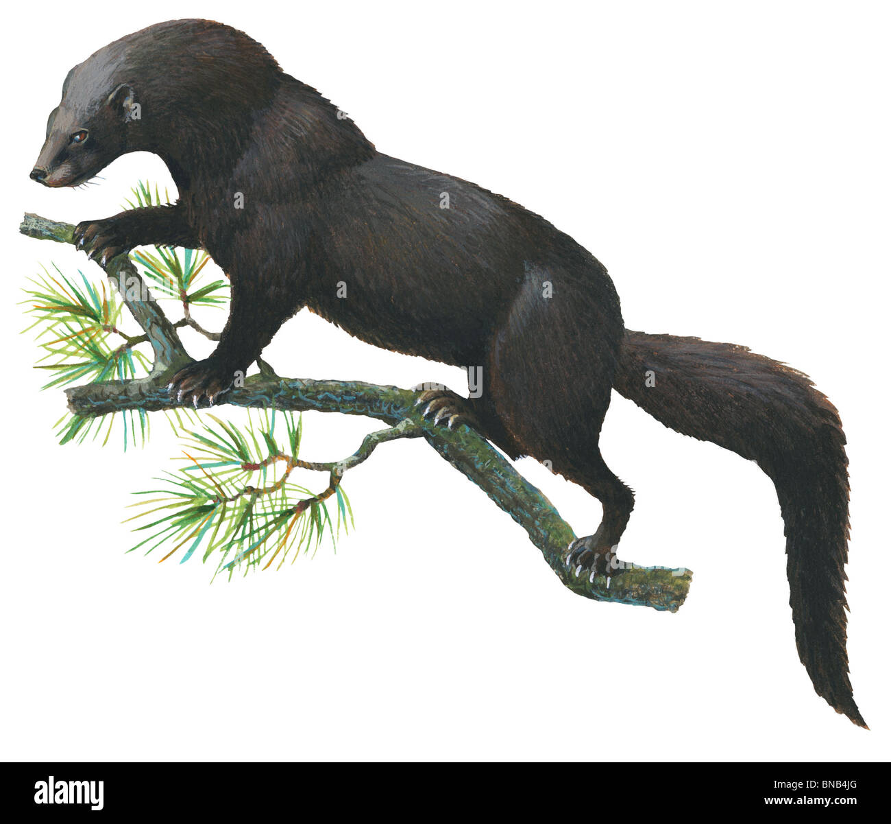 Fisher cat hi-res stock photography and images - Alamy