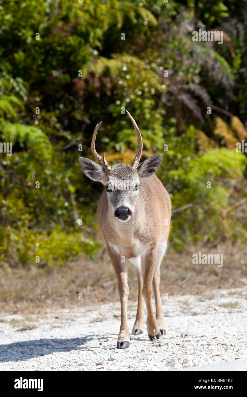 Key Deer - odocoileus virginianus clavium on No Name Key Stock Photo ...