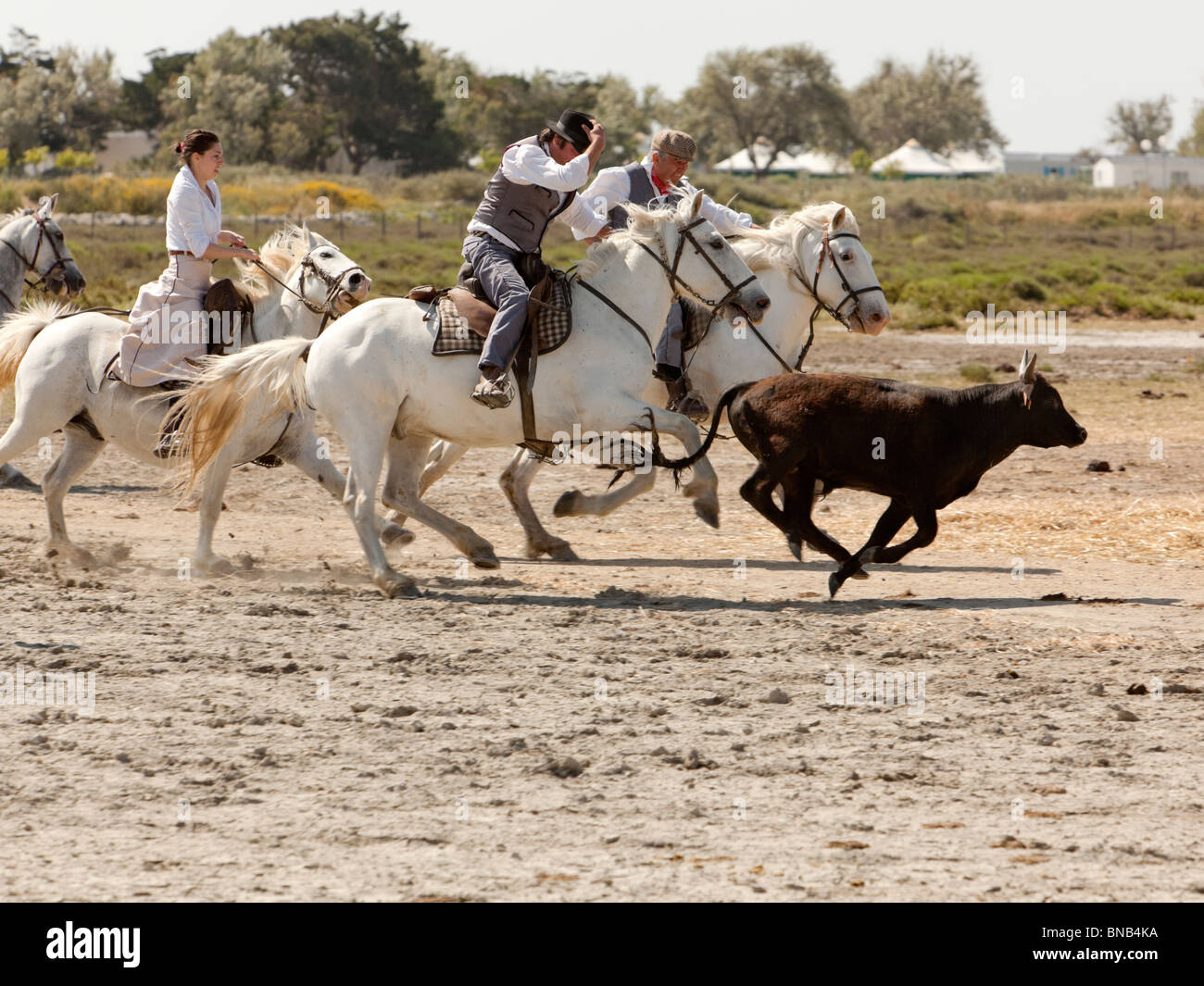 Camargue cattle hi-res stock photography and images - Alamy