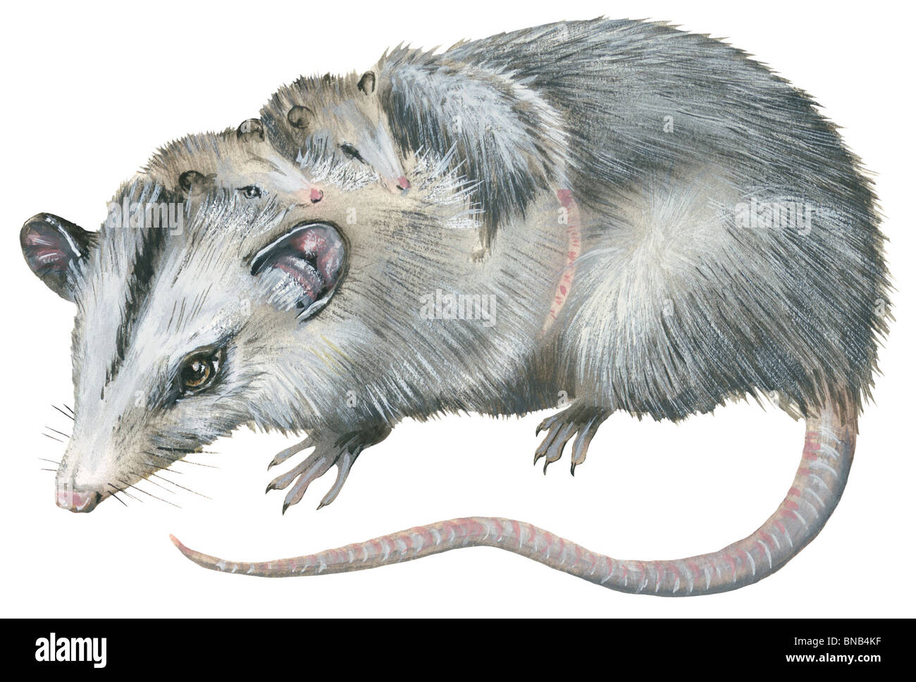 Virginia fauna Cut Out Stock Images & Pictures - Alamy