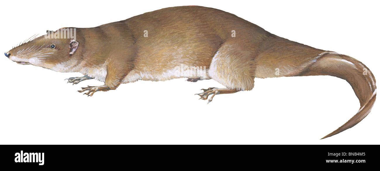 Giant otter shrew Stock Photo - Alamy