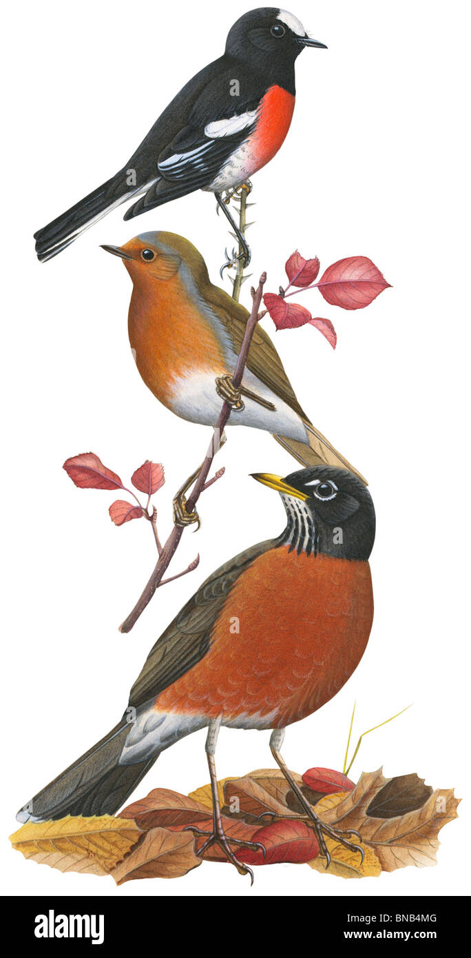 Types of animals hi-res stock photography and images - Alamy