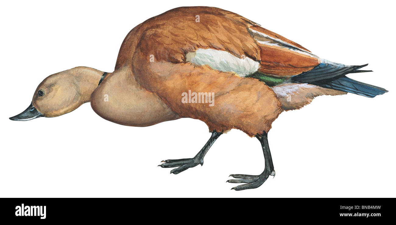 Ruddy sheldrake hi-res stock photography and images - Alamy