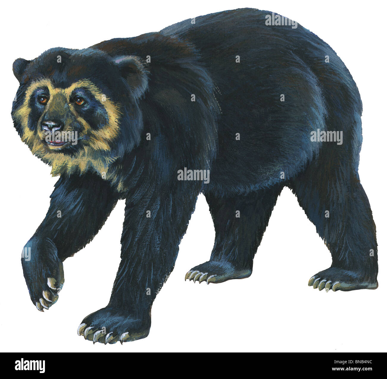 Bear drawings Cut Out Stock Images & Pictures - Alamy